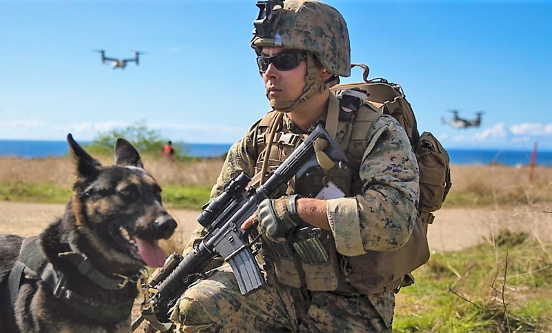 Military Working Dogs: Marines and canine companions fight against ...